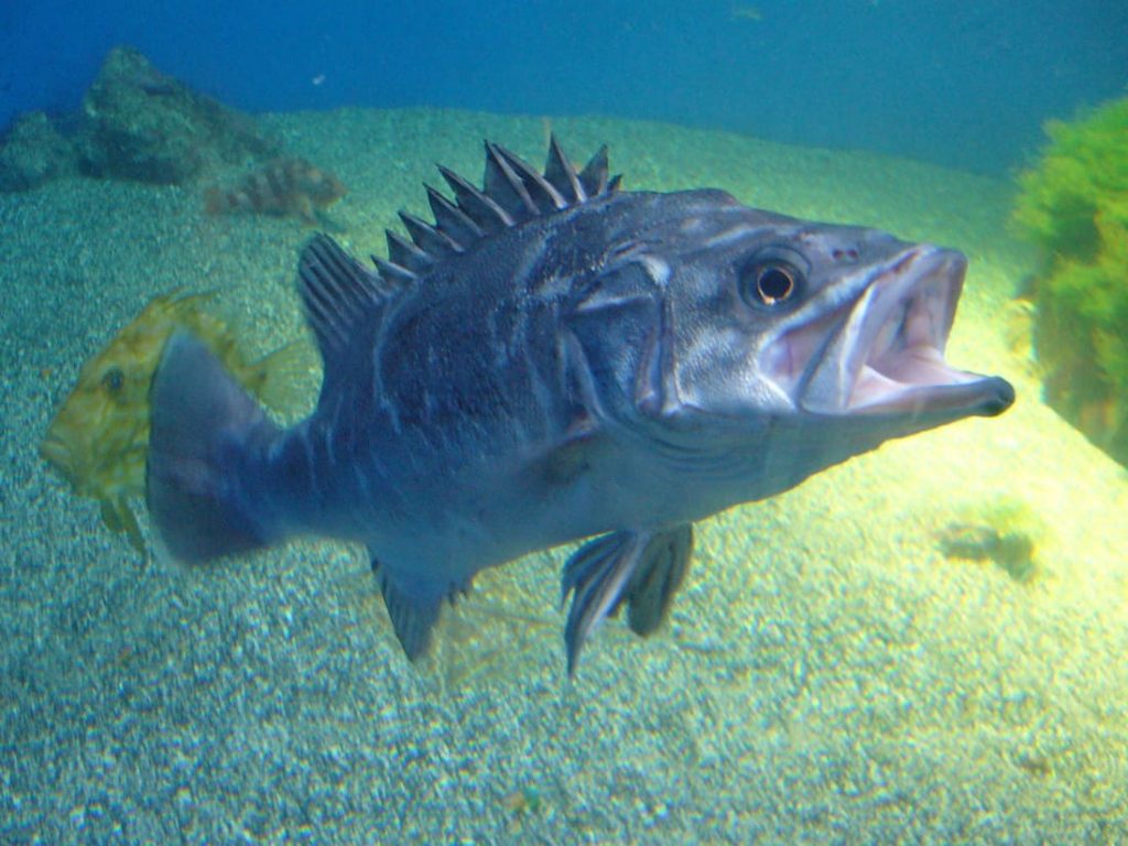 Pescados típicos canarios | Marca Canaria