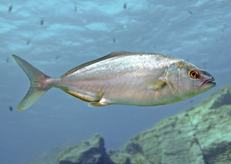 Pescados típicos canarios | Marca Canaria