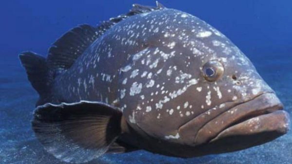 Pescados típicos canarios | Marca Canaria
