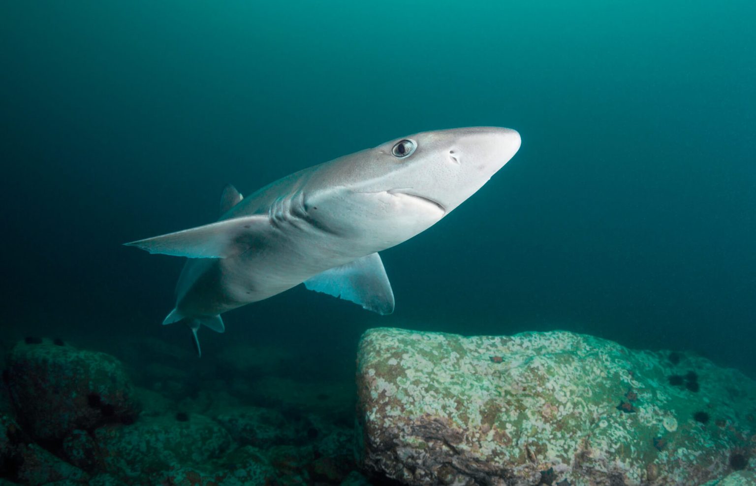 Los tollos canarios, qué son y algunas recetas | Marca Canaria