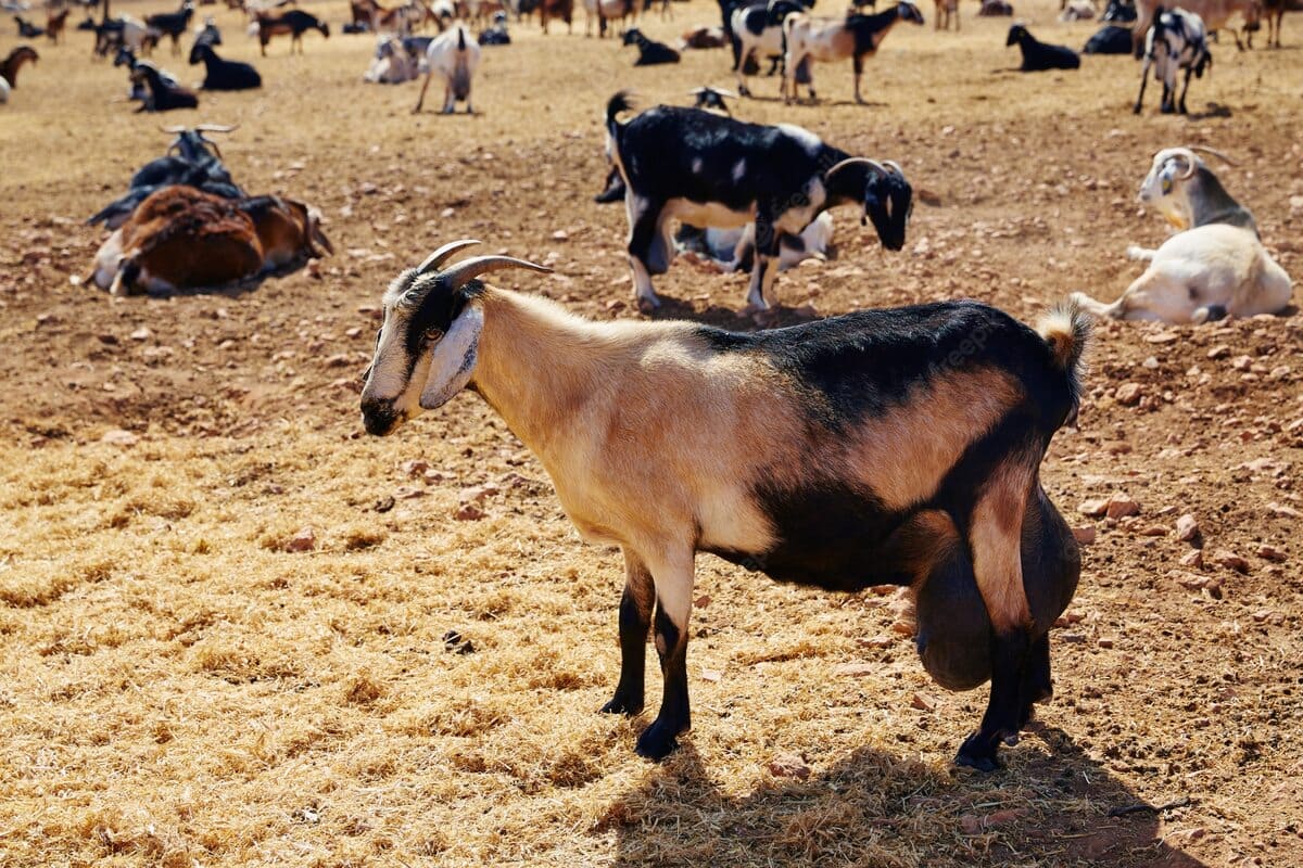 Las distintas especies de cabra canaria | Marca Canaria