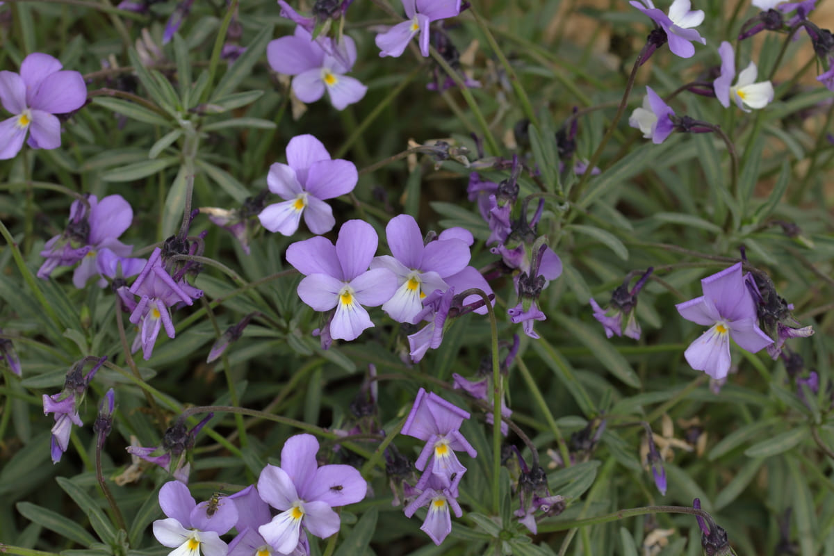 La Violeta del Teide: la flor del volcán | Marca Canaria