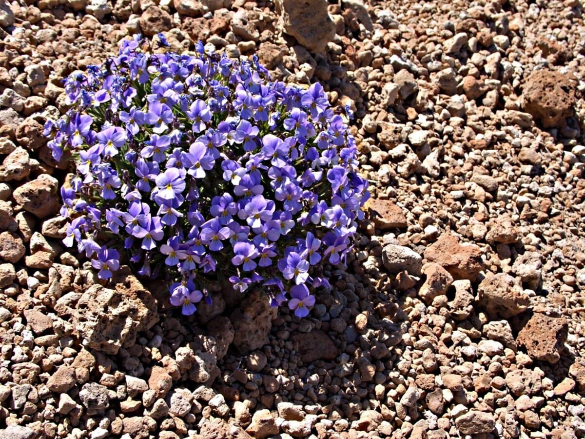 La Violeta del Teide: la flor del volcán | Marca Canaria