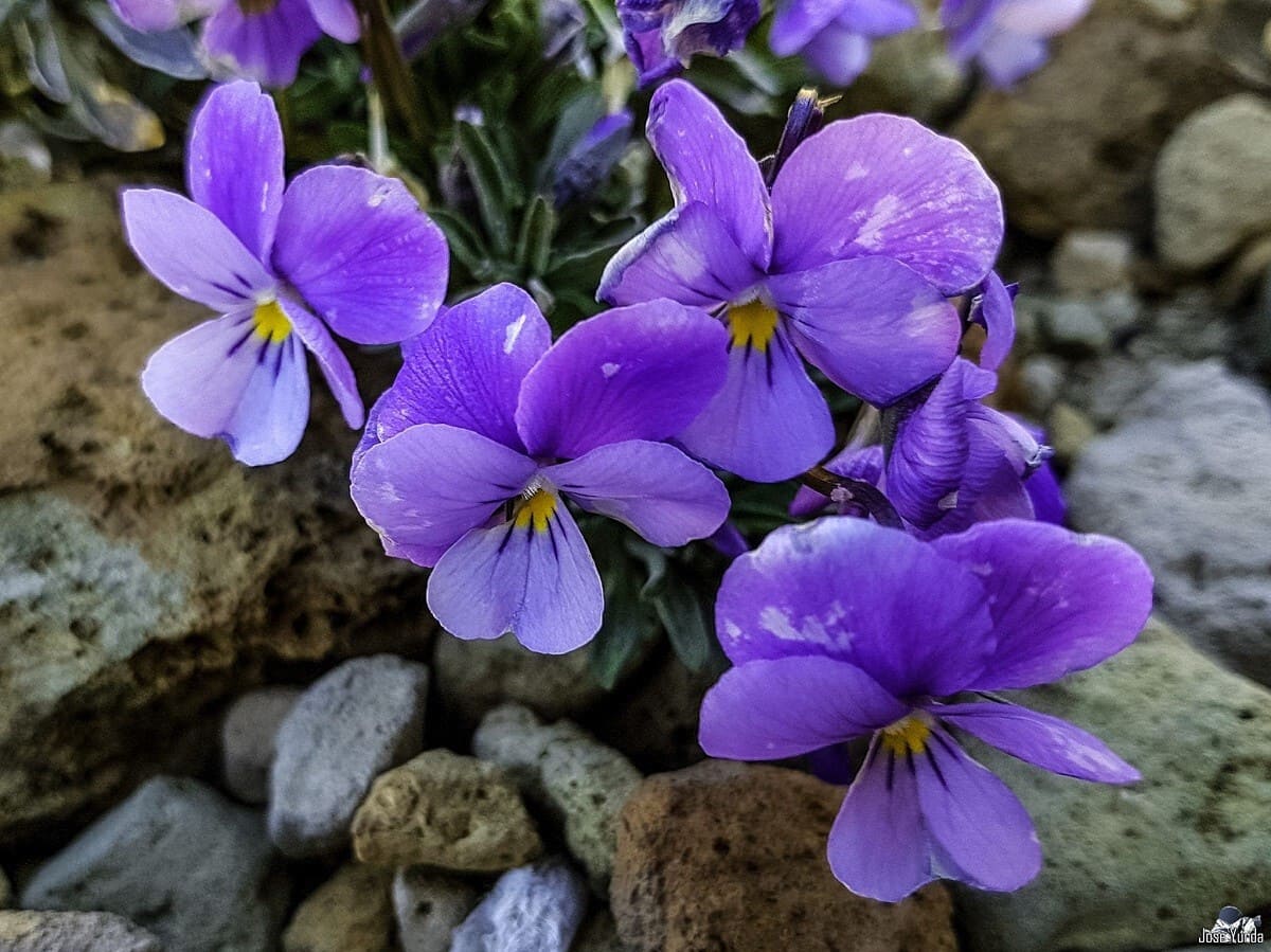 La Violeta del Teide: la flor del volcán | Marca Canaria